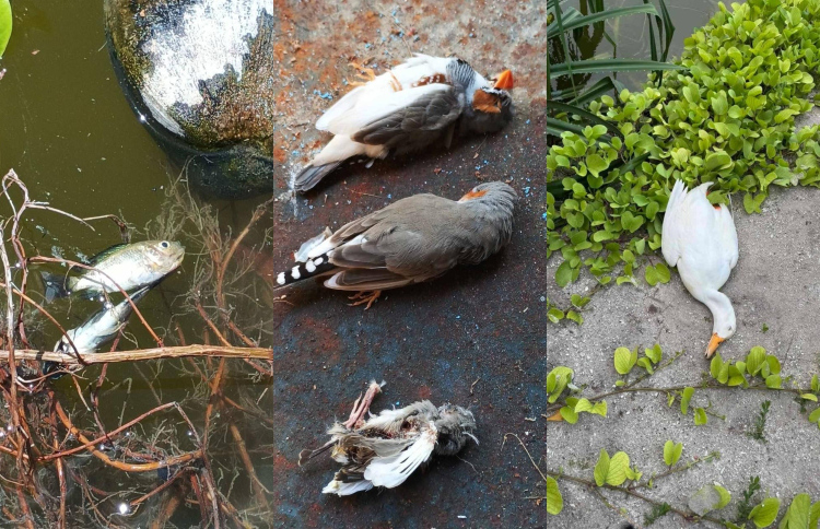 Poison kills birds and fish at Hulhudhoo Duck Park